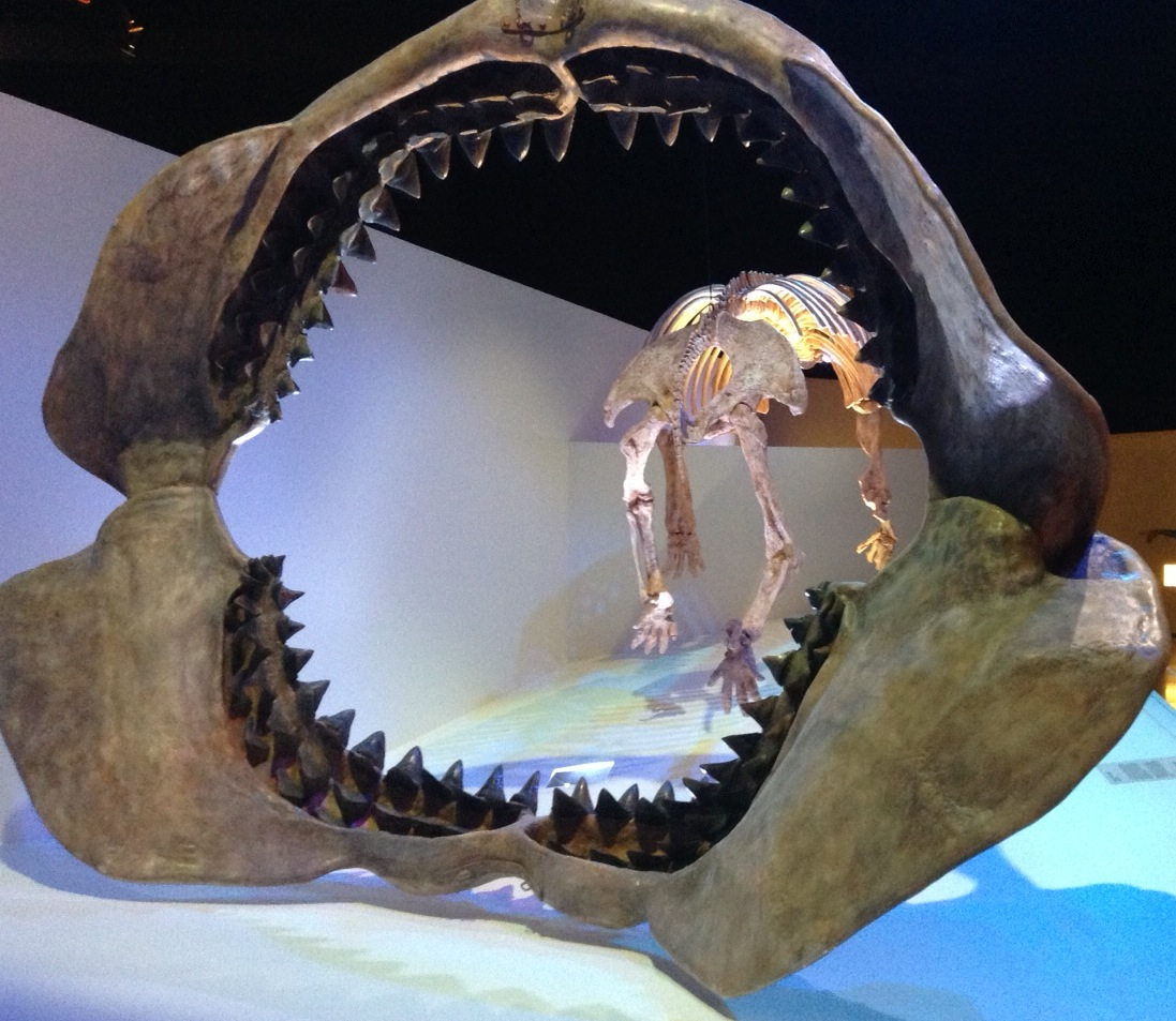 Solved What does this display of Megalodon sharks | Chegg.com