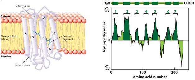 Solved Examine The Structure Of Bacteriorhodopsin And