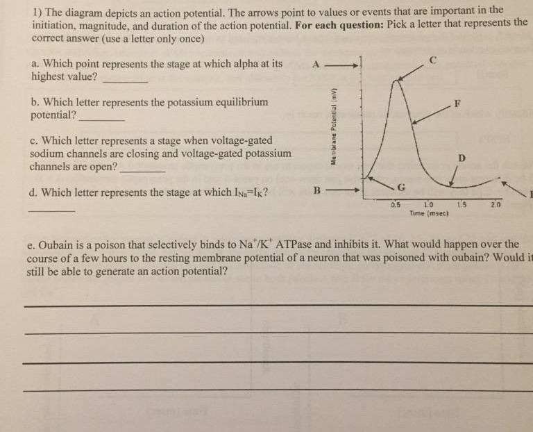Solved I) The diagram depicts an action potential. The | Chegg.com