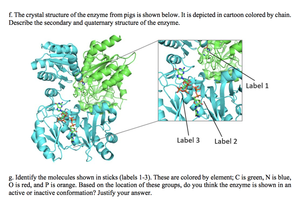 Solved 3. Succinyl-CoA is a high-energy molecule used to | Chegg.com