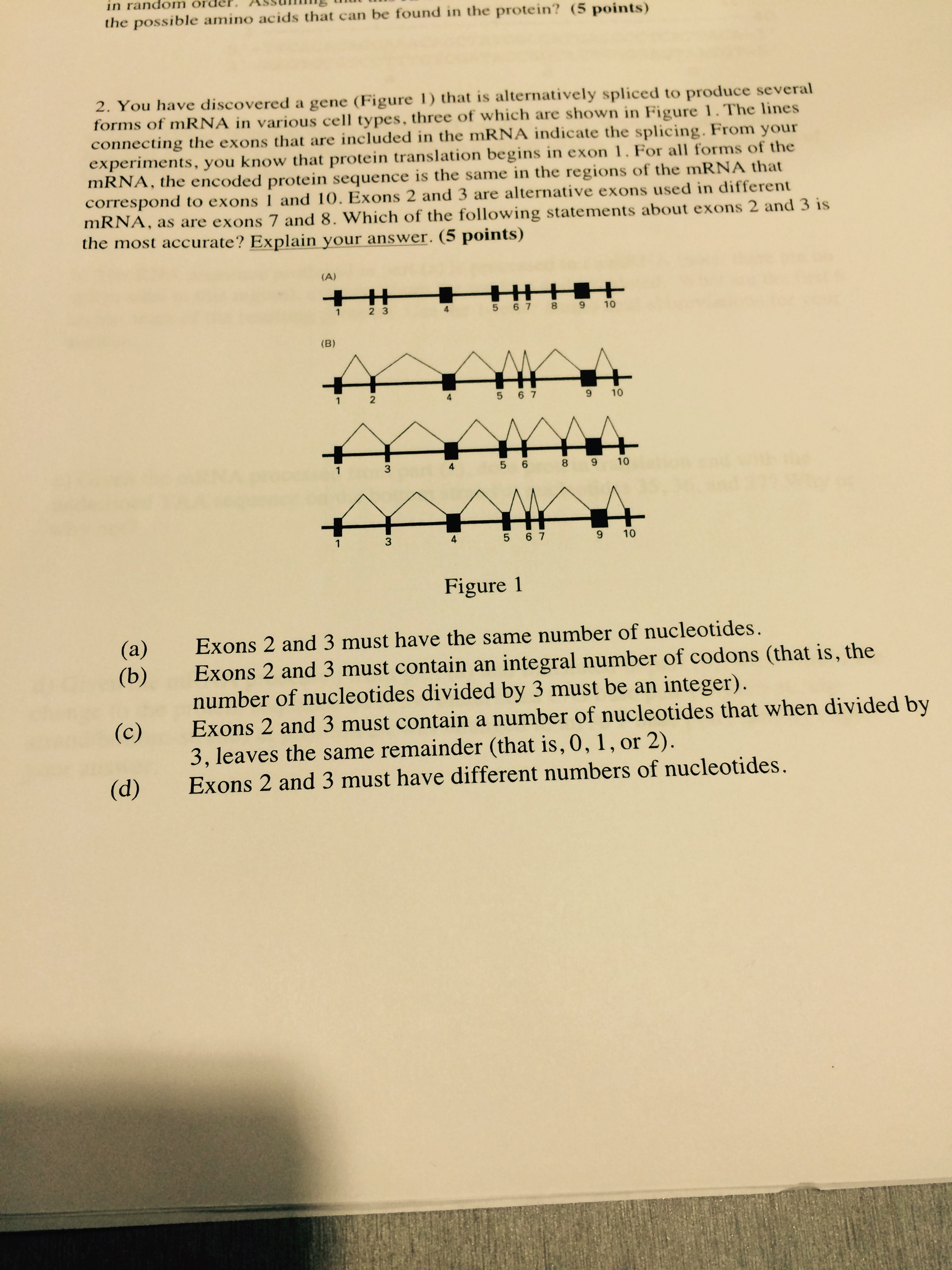 Solved in random order Assuming the possible amino acids | Chegg.com
