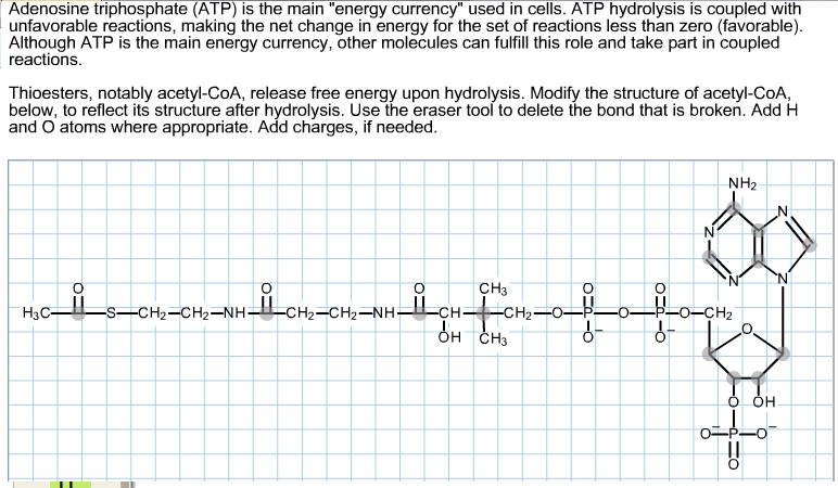Solved Adenosine triphosphate (ATP) is the main "energy | Chegg.com
