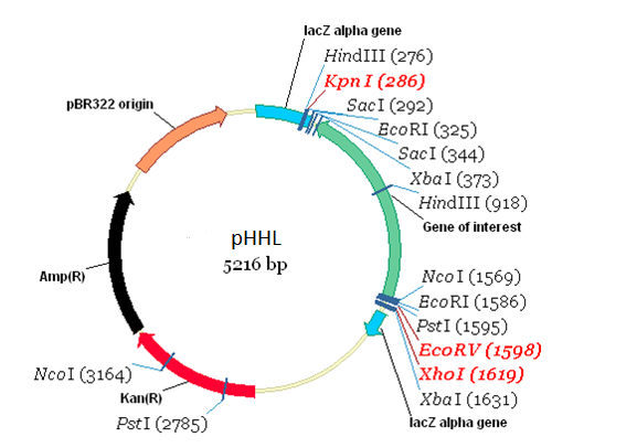 Solved The map shown above depicts the pHHL plasmid vector. | Chegg.com