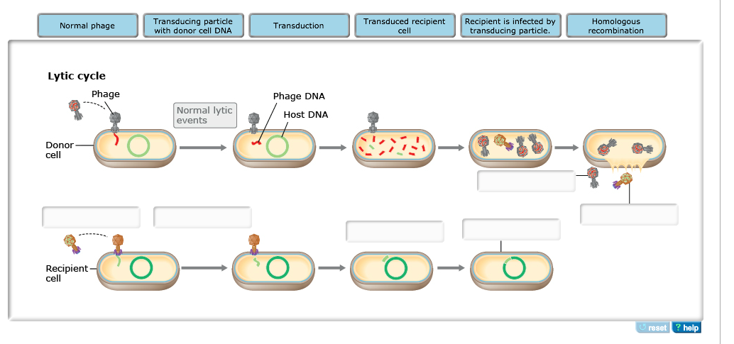 Solved Correctly identify the process of transduction, as | Chegg.com