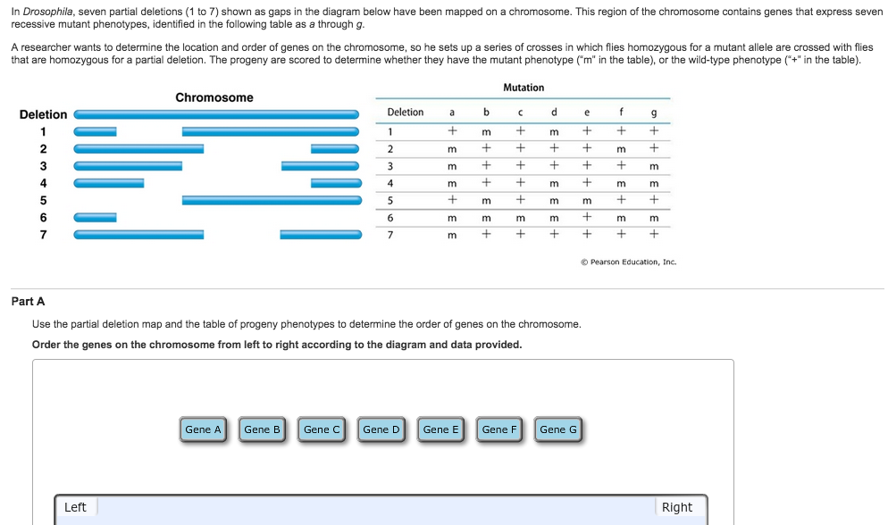 Solved In Drosophila, seven partial deletions (1 to 7) shown | Chegg.com