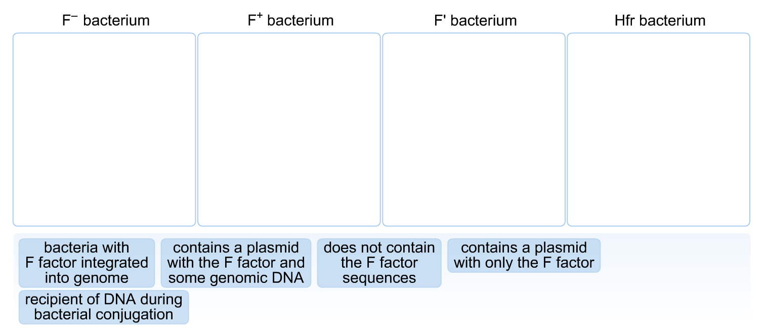 Solved F^- bacterium F^+ bacterium F' bacterium Hfr | Chegg.com