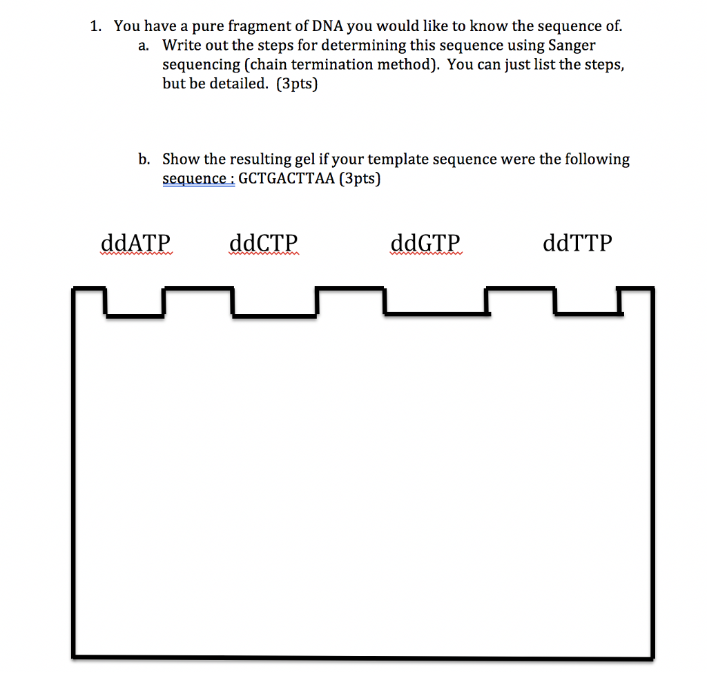 Solved 1. You have a pure fragment of DNA you would like to | Chegg.com