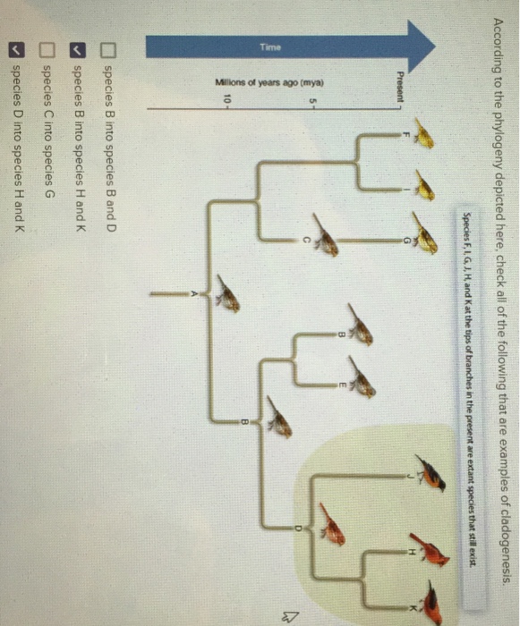 Solved According to the phylogeny depicted here, CHECK ALL | Chegg.com