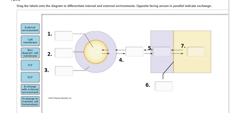 Solved Drag the labels onto the diagram to | Chegg.com