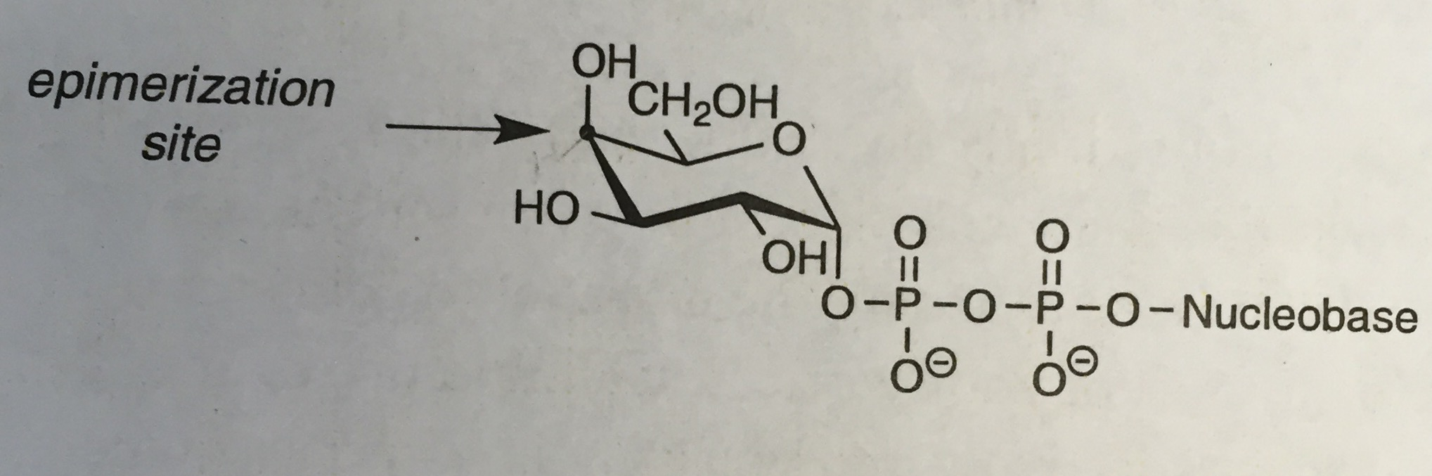 Solved: Shown Below Is A Diphosphate Bound Sugar Molecule ... | Chegg.com