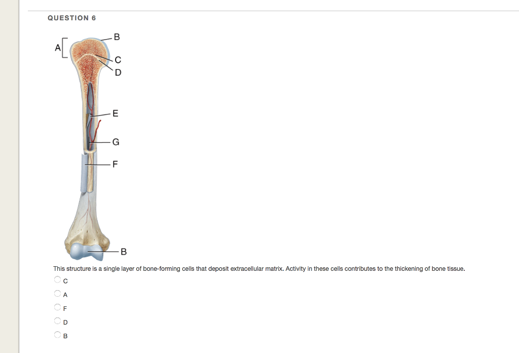 Solved QUESTION 7 These cells do not secrete matrix, but | Chegg.com