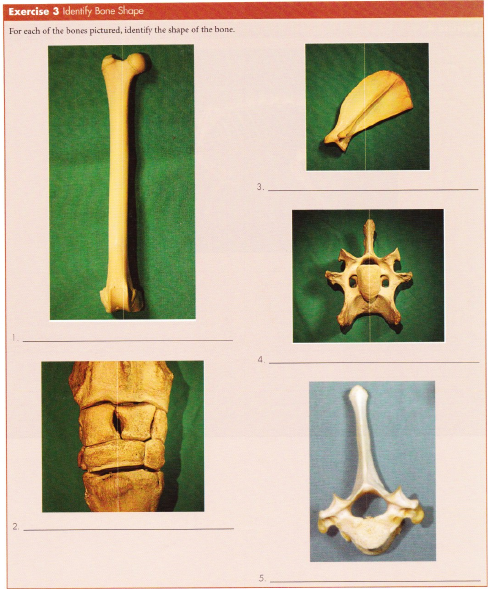 Solved For each of the bones pictured, identify the shape of | Chegg.com