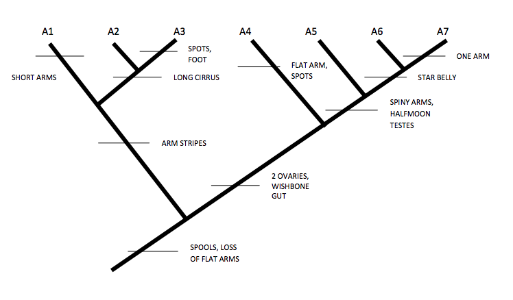 Solved Cladistics Is A2 more closely related to A6 or A7 | Chegg.com