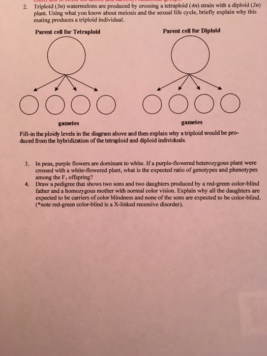 Solved Triploid (3n) watermelons are produced by crossing a | Chegg.com