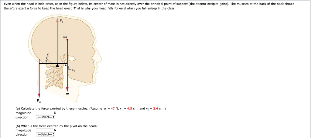 Solved: Even When The Head Is Held Erect, As In The Figure... | Chegg.com