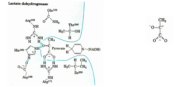 Solved 3) Here is a drawing of the active site for the | Chegg.com