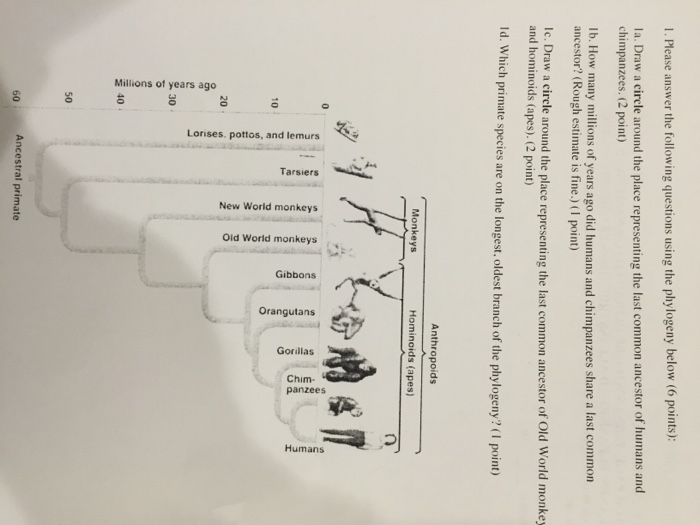 Solved Answer the following questions using the phylogeny | Chegg.com