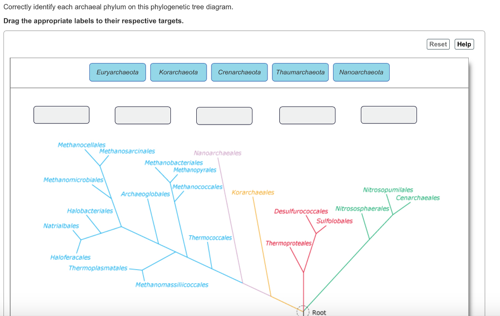 Solved Correctly identify each archaeal phylum on this | Chegg.com
