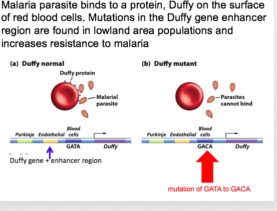 Solved Mutations can change gene expression and affect | Chegg.com
