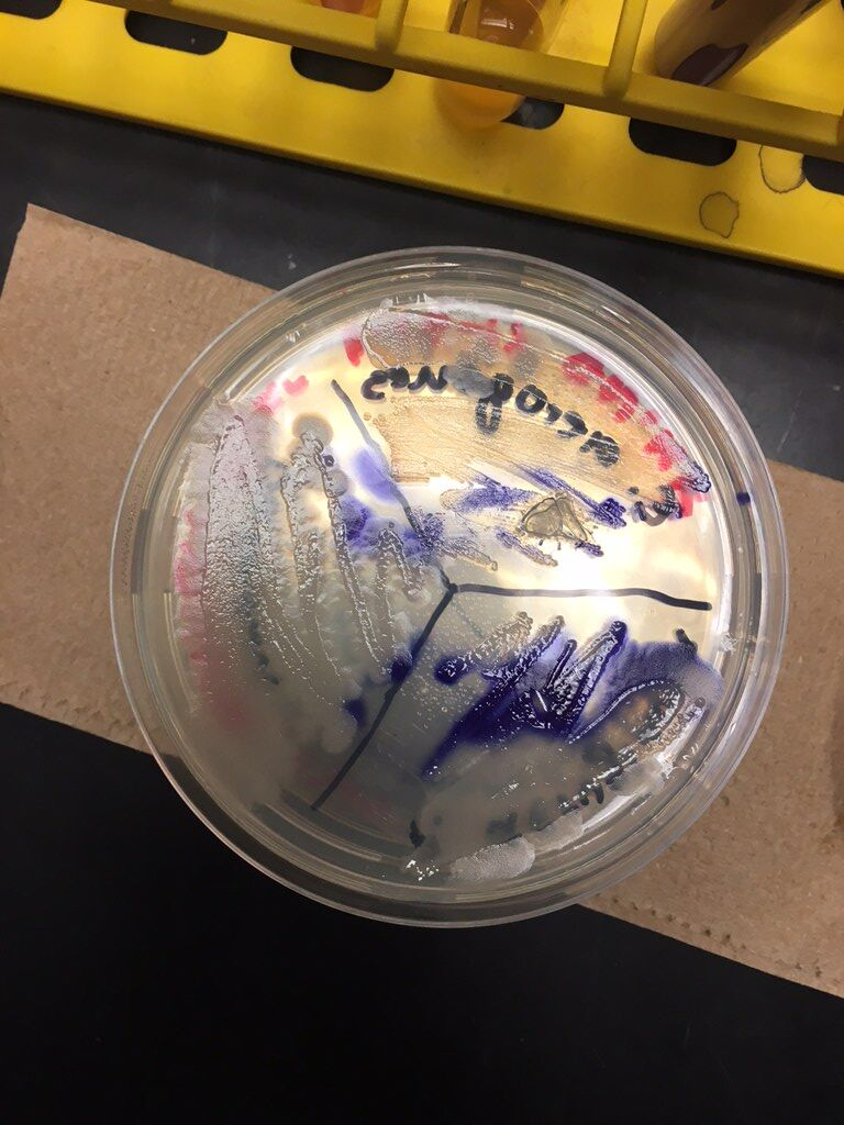 Solved how would I know if this plate was contaminated? | Chegg.com