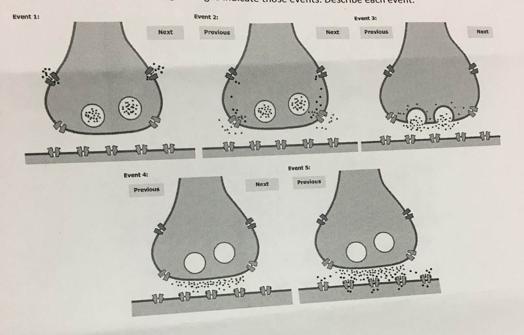 Solved Most neuron communicate to one another across a | Chegg.com
