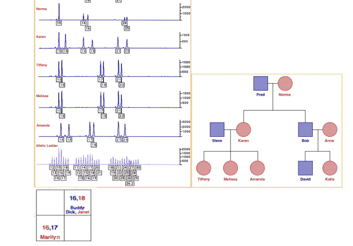 6. The partial DNA profile for the Blackett family is | Chegg.com