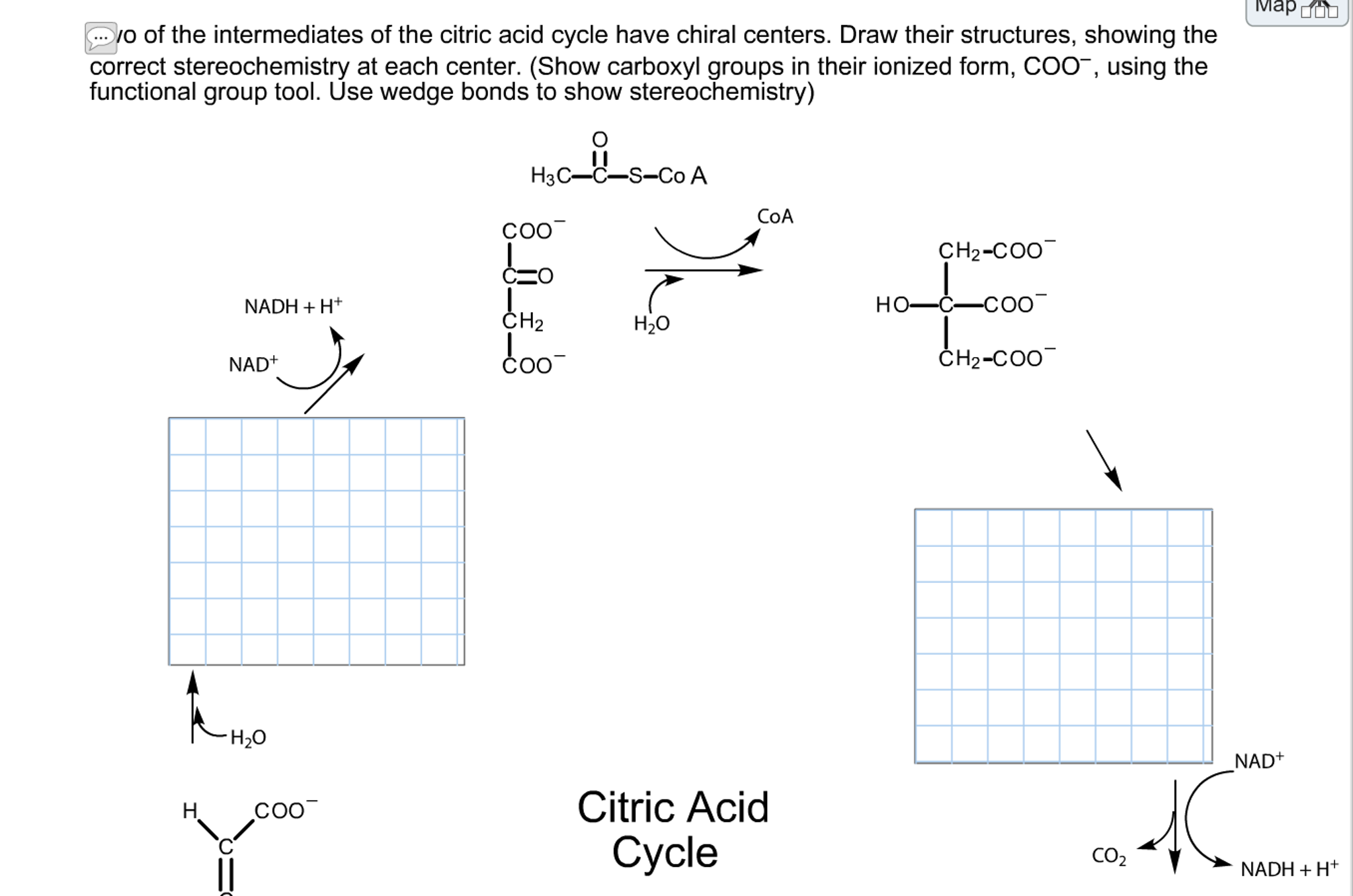 Solved Two of the intermediates of the citric acid cycle | Chegg.com