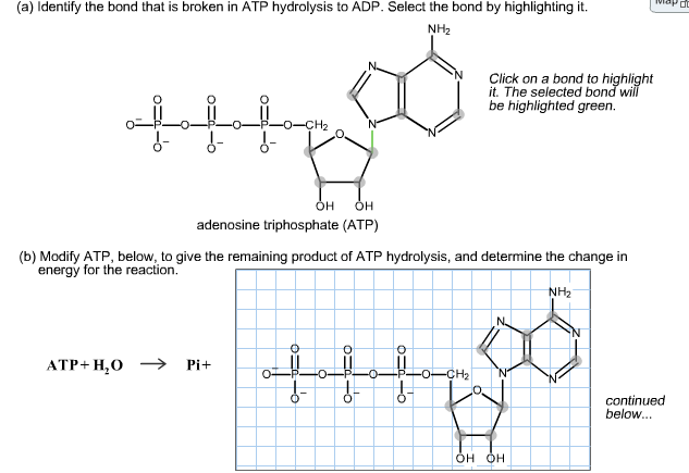 Solved Identify the bond that is broken in ATP hydrolysis to | Chegg.com