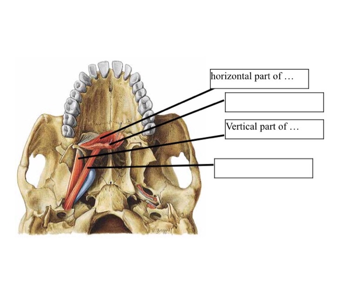 Solved Identify muscles of the soft palate in this diagram | Chegg.com