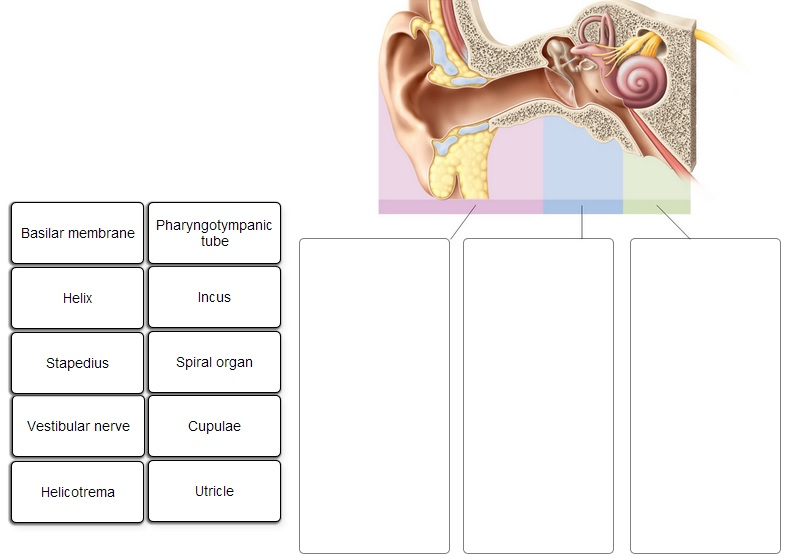 Solved Indicate whether the given structure is located in | Chegg.com Solved Indicate whether the given structure is located in | Chegg.com
