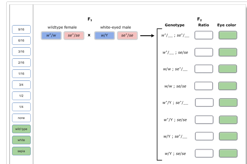 Solved Identify what proportion of the F2 offspring will be | Chegg.com