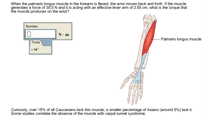 Solved When the palmaris longus muscle in the forearm is | Chegg.com