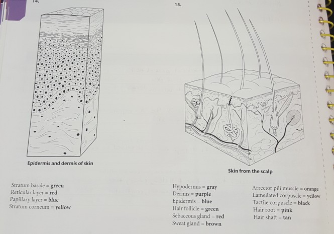 Solved 15 Epidermis and dermis of skin Skin from the scalp | Chegg.com
