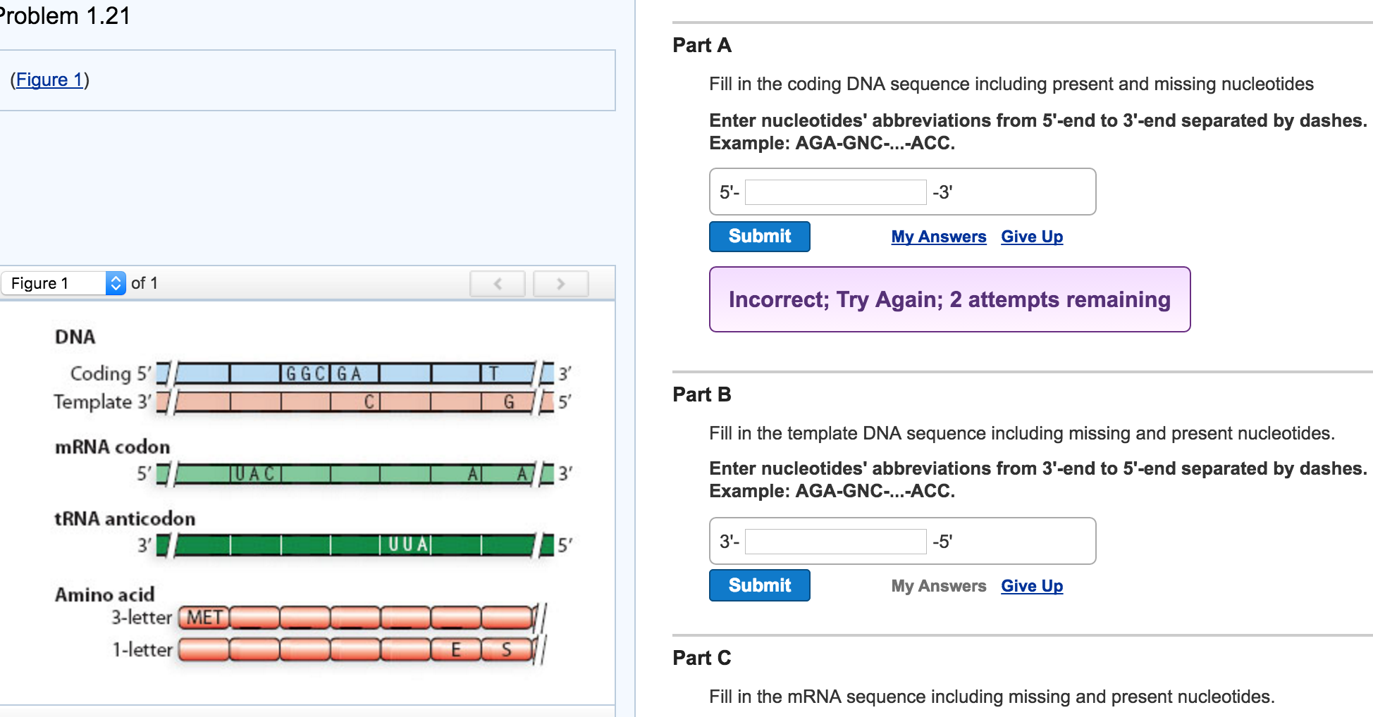 Solved Fill in the coding DNA sequence including present and | Chegg.com