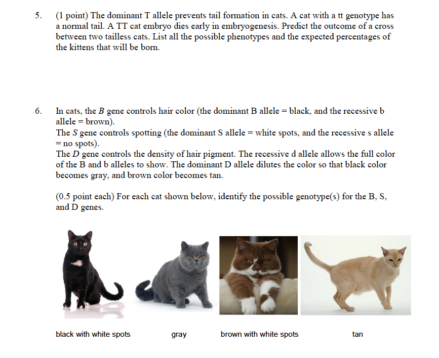 Solved The dominant T allele prevents tail formation in | Chegg.com