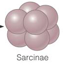 Solved Members of the genus Sarcinae are Gram positive cocci | Chegg.com
