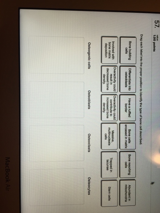 Solved Drag each label into the proper position to identify | Chegg.com