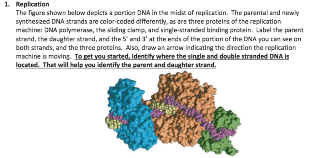 Solved 1. Replication The figure shown below depicts a | Chegg.com