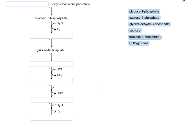 Solved Sucrose Synthesis (Calvin Cycle) | Chegg.com