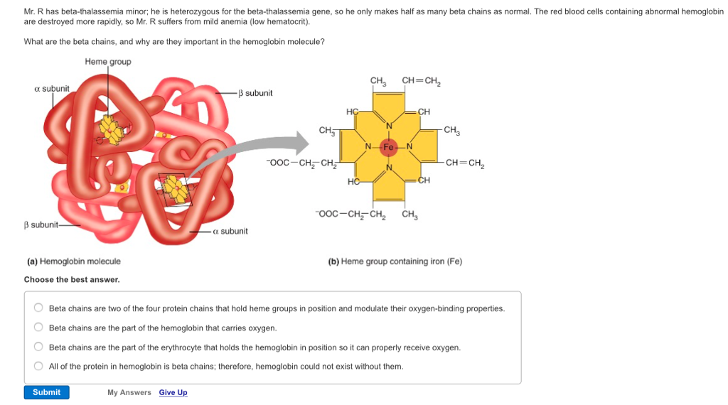 Solved Mr. R has beta-thalassemia minor; he is heterozygous | Chegg.com