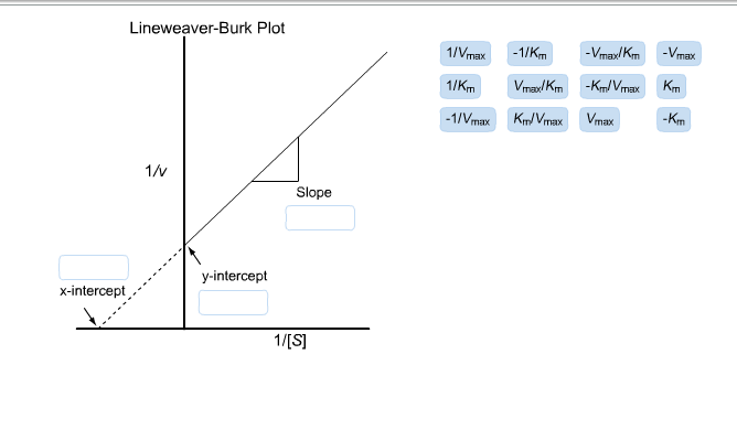 Solved Lineweaver-Burk Plot -1/Vmax KVaxVmax Km 1/v Slope | Chegg.com