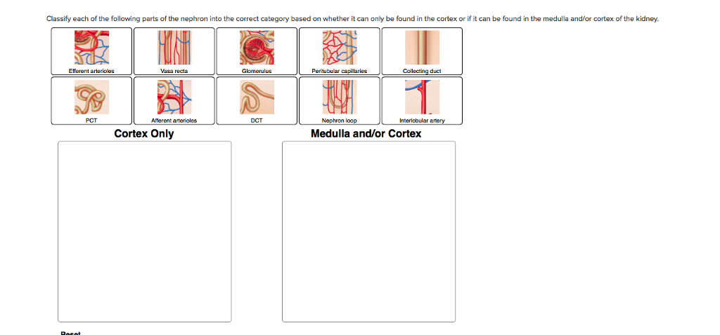 Solved Classify each of the following parts of the nephron | Chegg.com