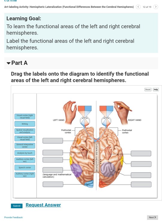 Solved: Art-labeling Activity: Hemispheric Lateralization ... | Chegg.com