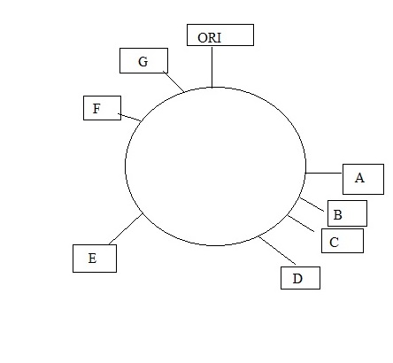 Solved The origin (ori) of the E. coli chromosome is on the | Chegg.com