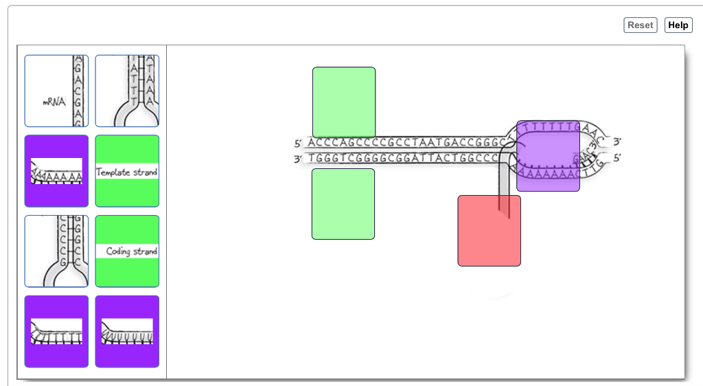 Bacterial Mrna Structure