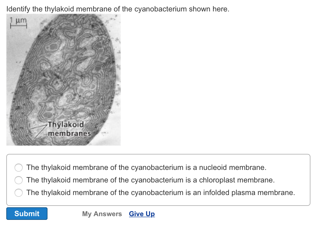Thylakoid Membrane Cyanobacteria