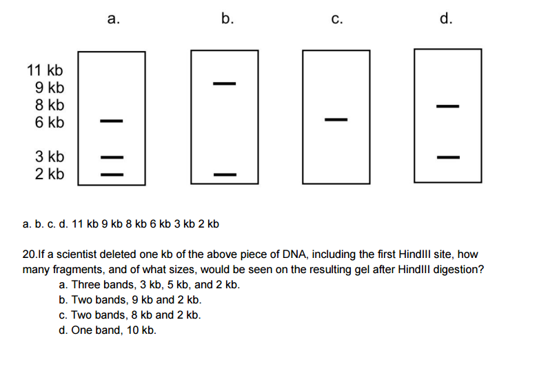 Solved 19 Restriction Mapping Of A Linear Piece Of Dna 