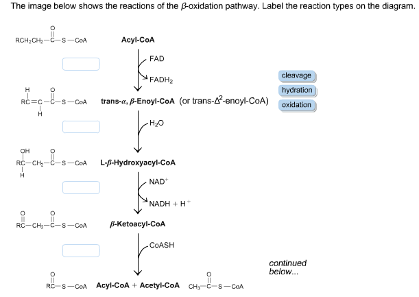 Solved The image below shows the reactions of the | Chegg.com