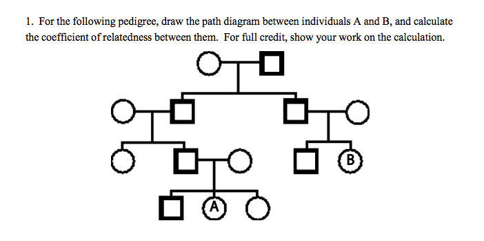 For the following pedigree, draw the path diagram | Chegg.com