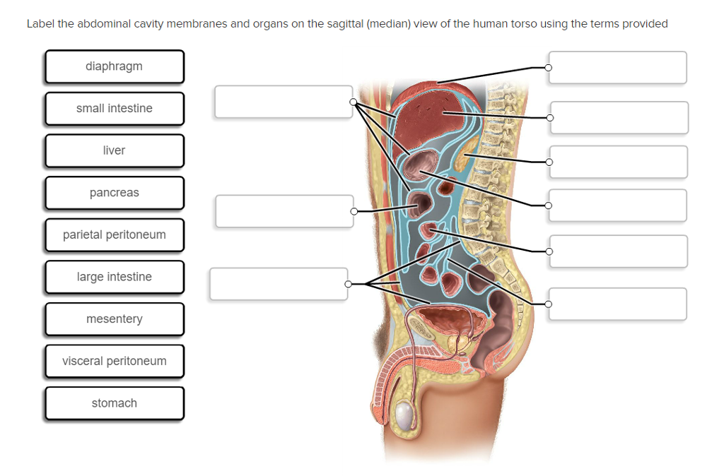 Solved Label the abdominal cavity membranes and organs on | Chegg.com